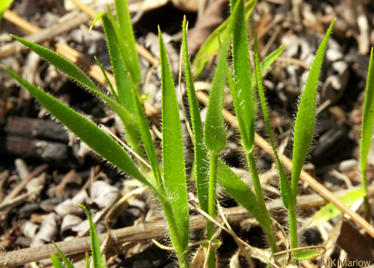 NameThatPlant Ciliate Images
