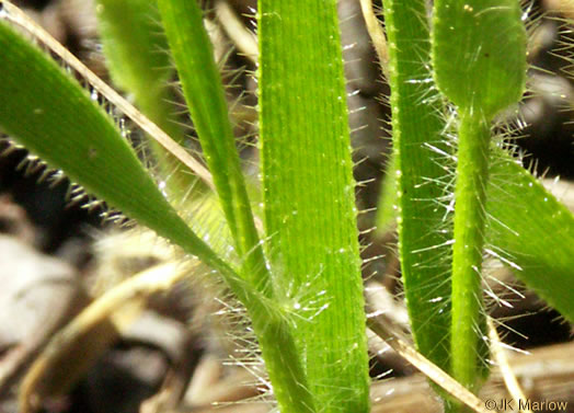 NameThatPlant Ciliate Images