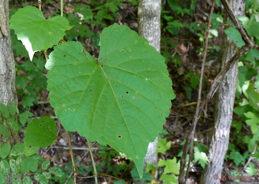 NameThatPlant Cordate Images