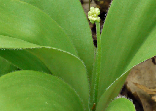 namethatplant-ciliate-images
