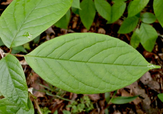 namethatplant-ciliate-images