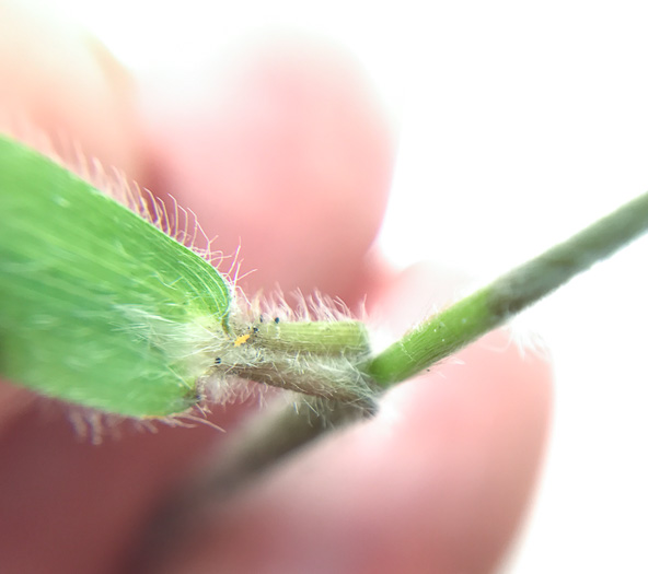 NameThatPlant Ciliate Images